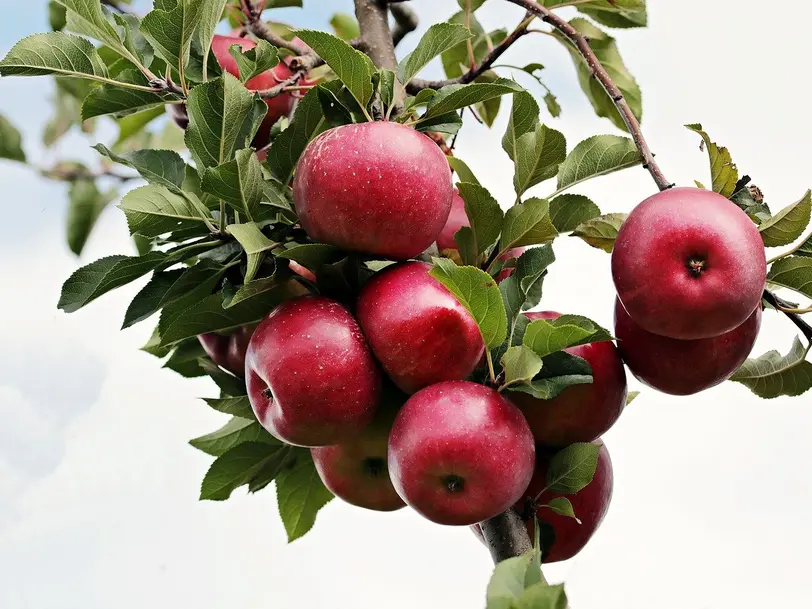 Der Obstbauer Rolf Haller in Horgenzell