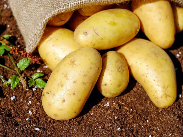 Kartoffeln Vom Bauern Kaufen In Der Nähe